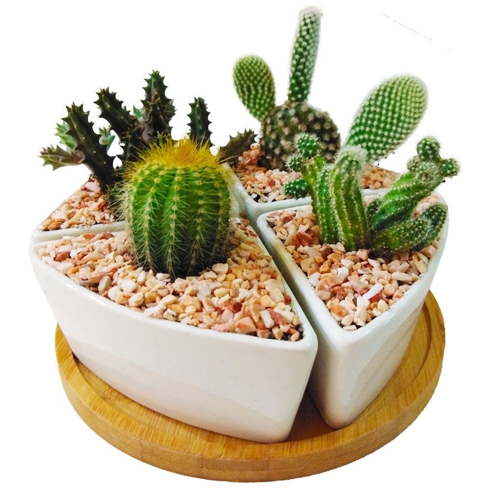 Cactus Set Of Four - Flowers By Jack - Koh Samui Florist