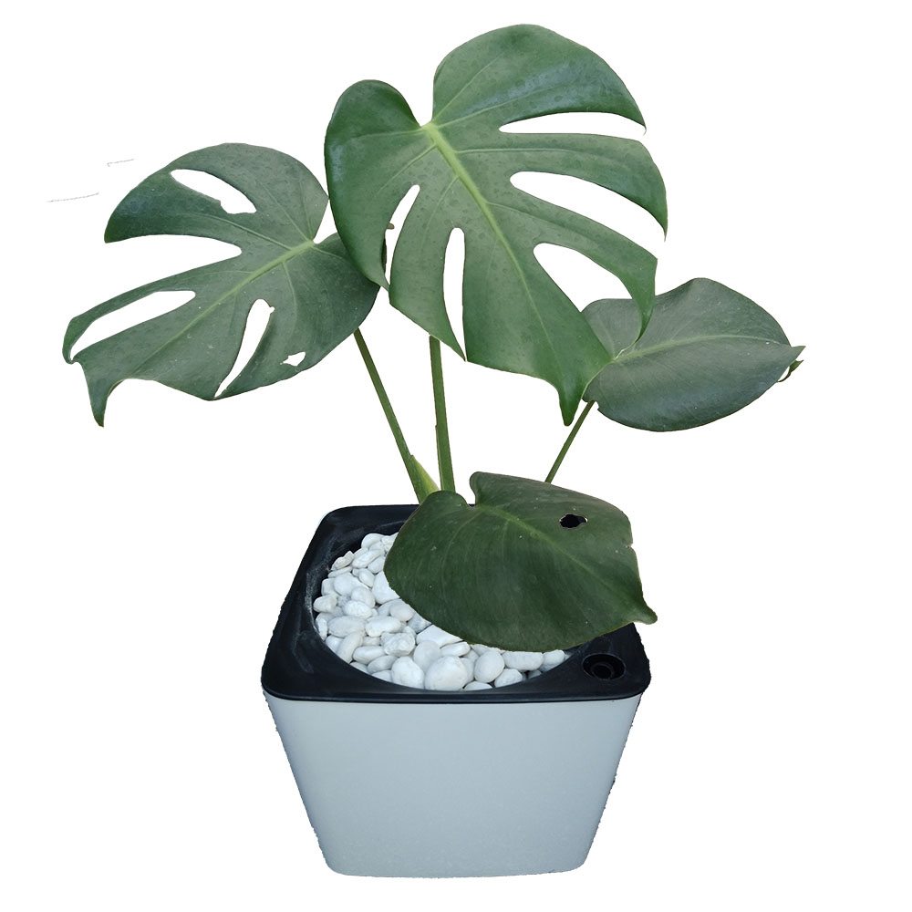 Monstera In A Pot - Flowers By Jack - Koh Samui Florist